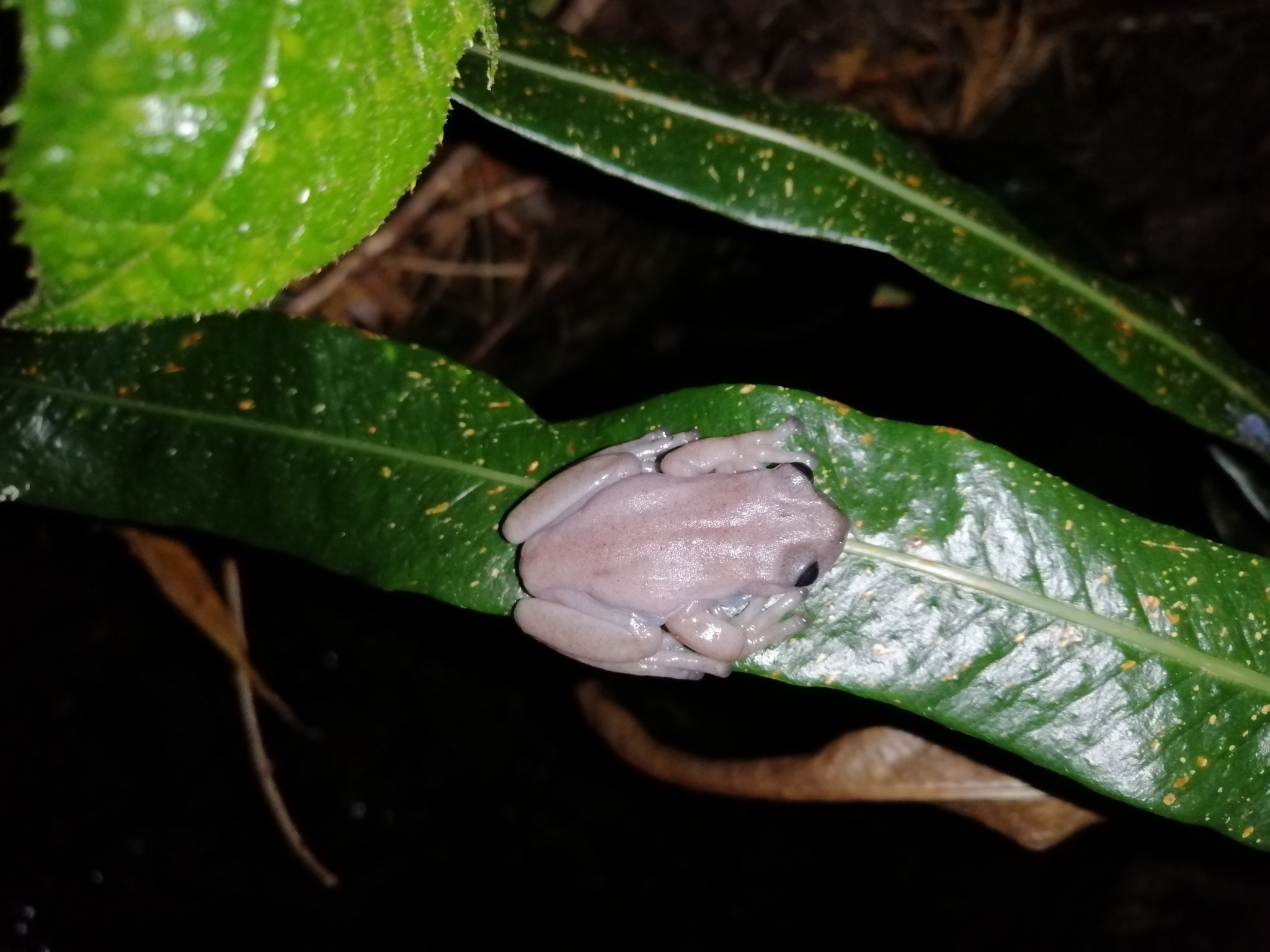 Hyloscirtus lynchi (Ruiz-Carranza & Ardila-Robayo, 1991)