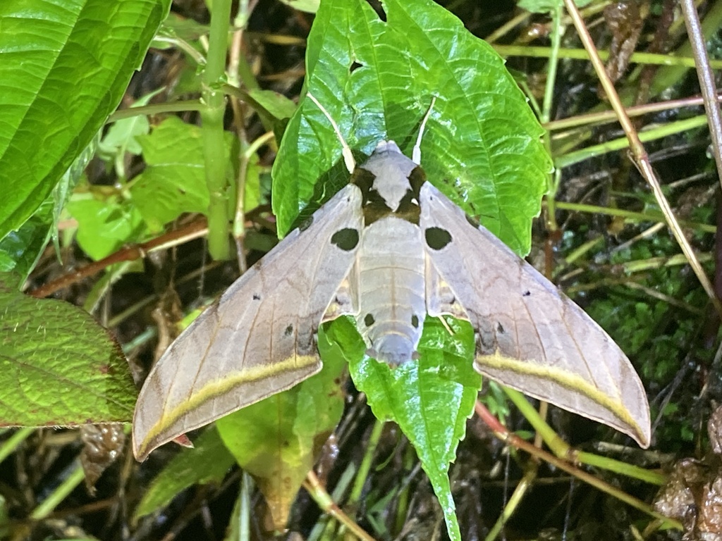 common gliding hawkmoth from 阿里山鄉, TW on May 8, 2023 at 07:47 PM by ...