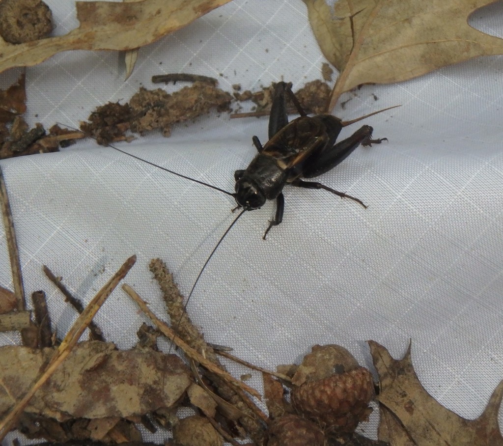 Southern Wood Cricket (Crickets of the United States) · iNaturalist