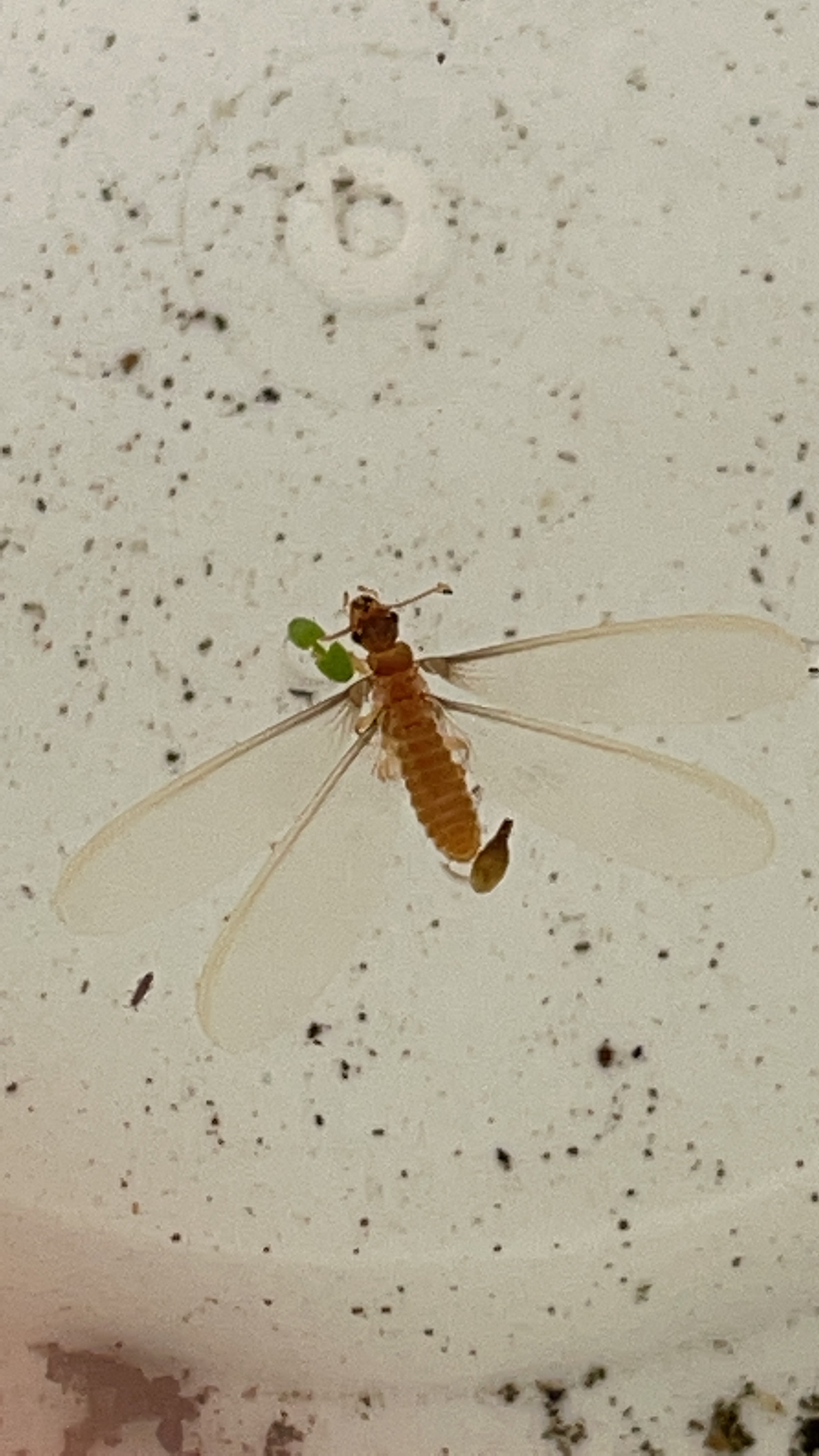 Coptotermes formosanus Shiraki, 1909
