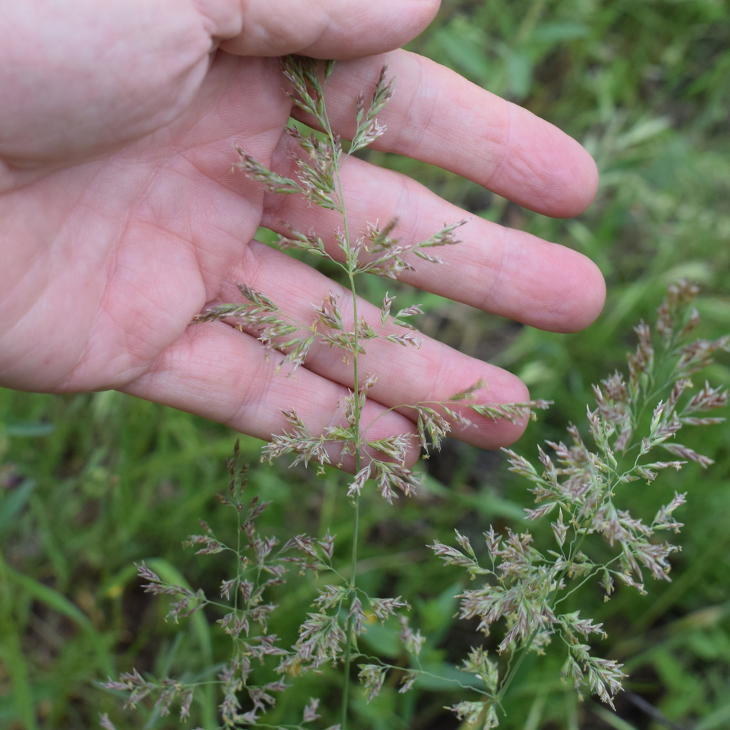 Smooth Meadow-grass from Pinnacles National Park, CA, USA on May 6 ...