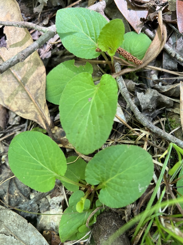 primrose-leaved violet from Fort Rucker, Enterprise, AL, US on May 6 ...