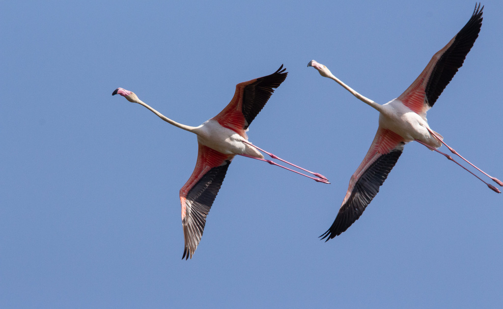 Greater Flamingo from Free municipal consortium of Syracuse, Italy on ...