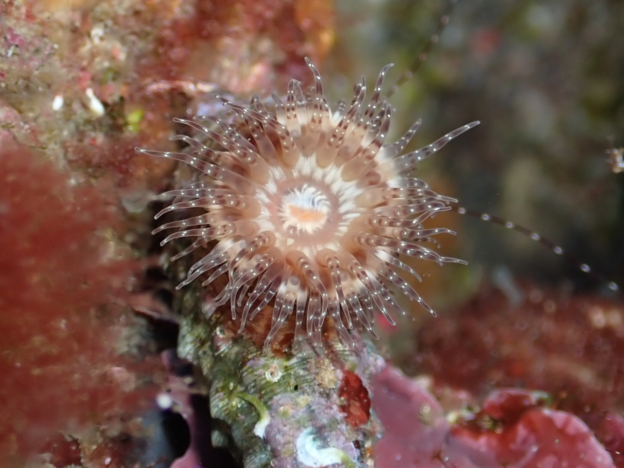 Calliactis Verrill, 1869