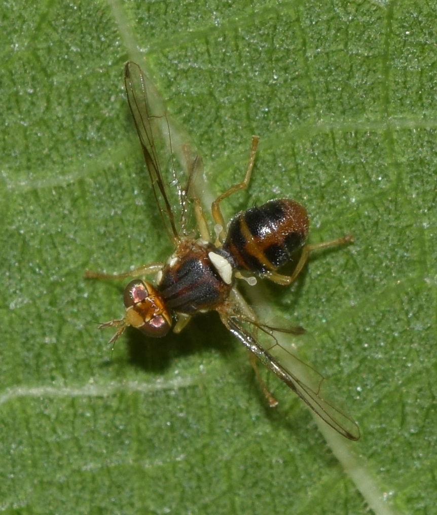Bactrocera Macquart, 1835