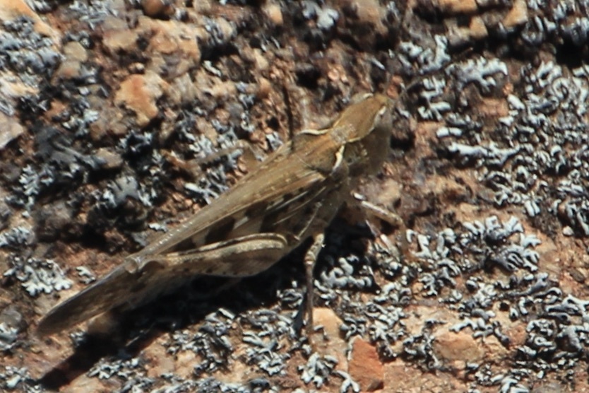 Australian Plague Locust from 1 Wave Rock Rd, Hyden WA 6359, Australia ...