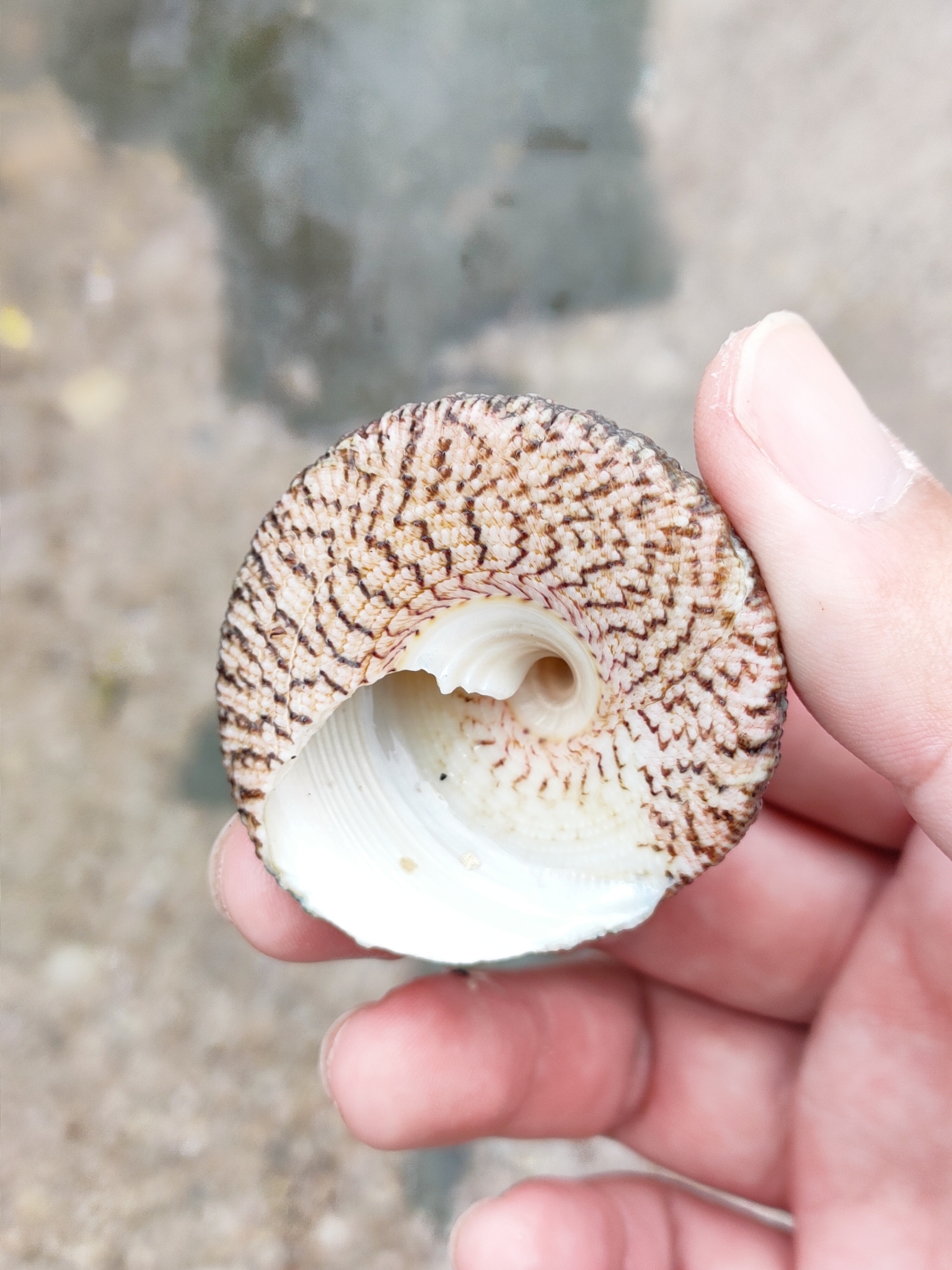 Trochus maculatus Linnaeus, 1758