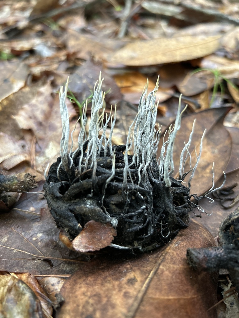 Dedos de muerto (Guía de macrohongos registrados en la Reserva Aurora ...