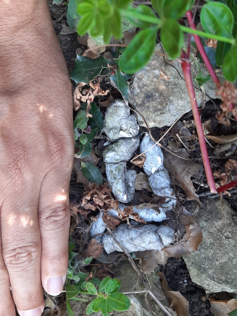 Northern Small-spotted Genet from Porto Salvo, 2740 Porto Salvo ...