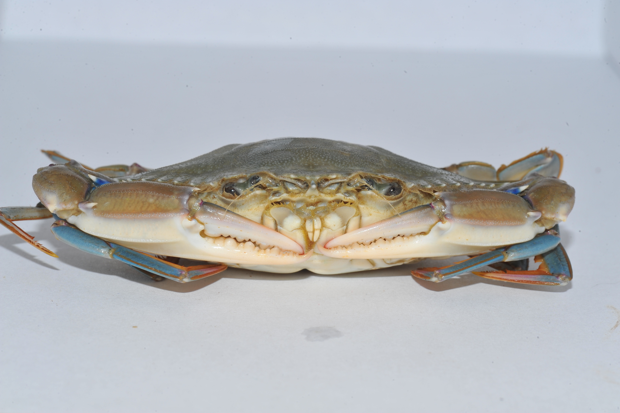 Callinectes danae Smith, 1869