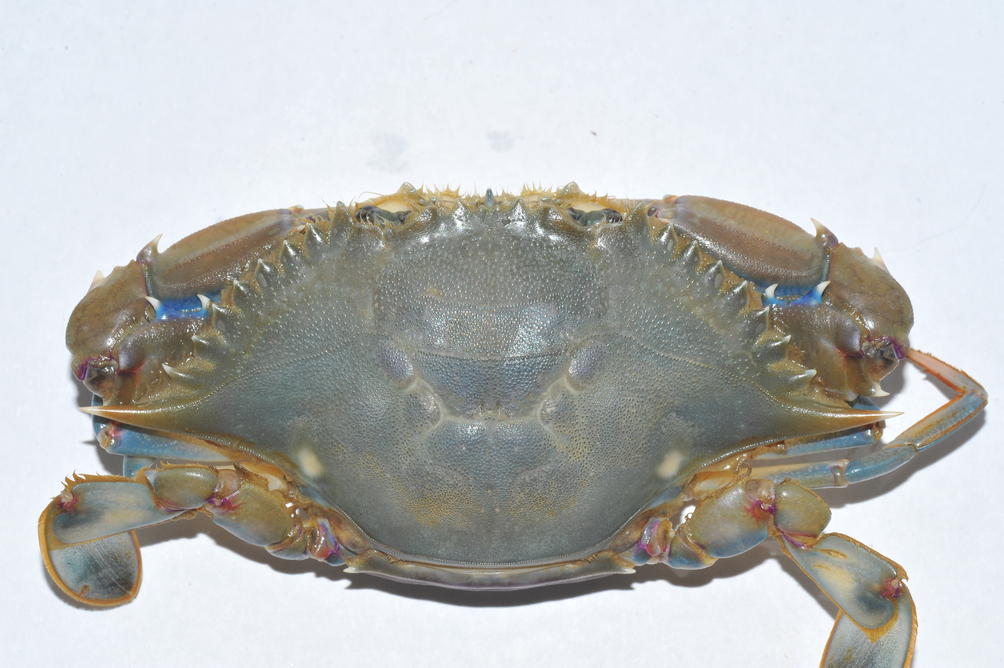 Callinectes danae Smith, 1869