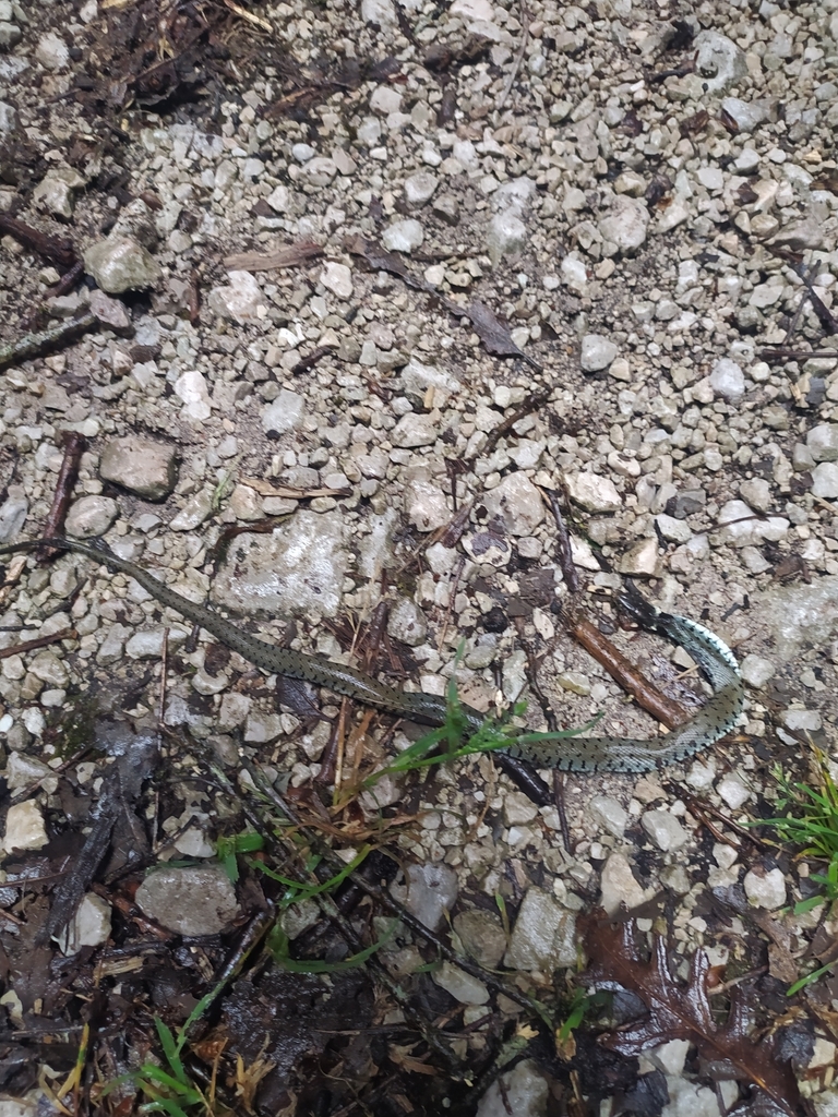 barred grass snake from 04016 Sabaudia LT, Italia on May 08, 2023 at 11 ...