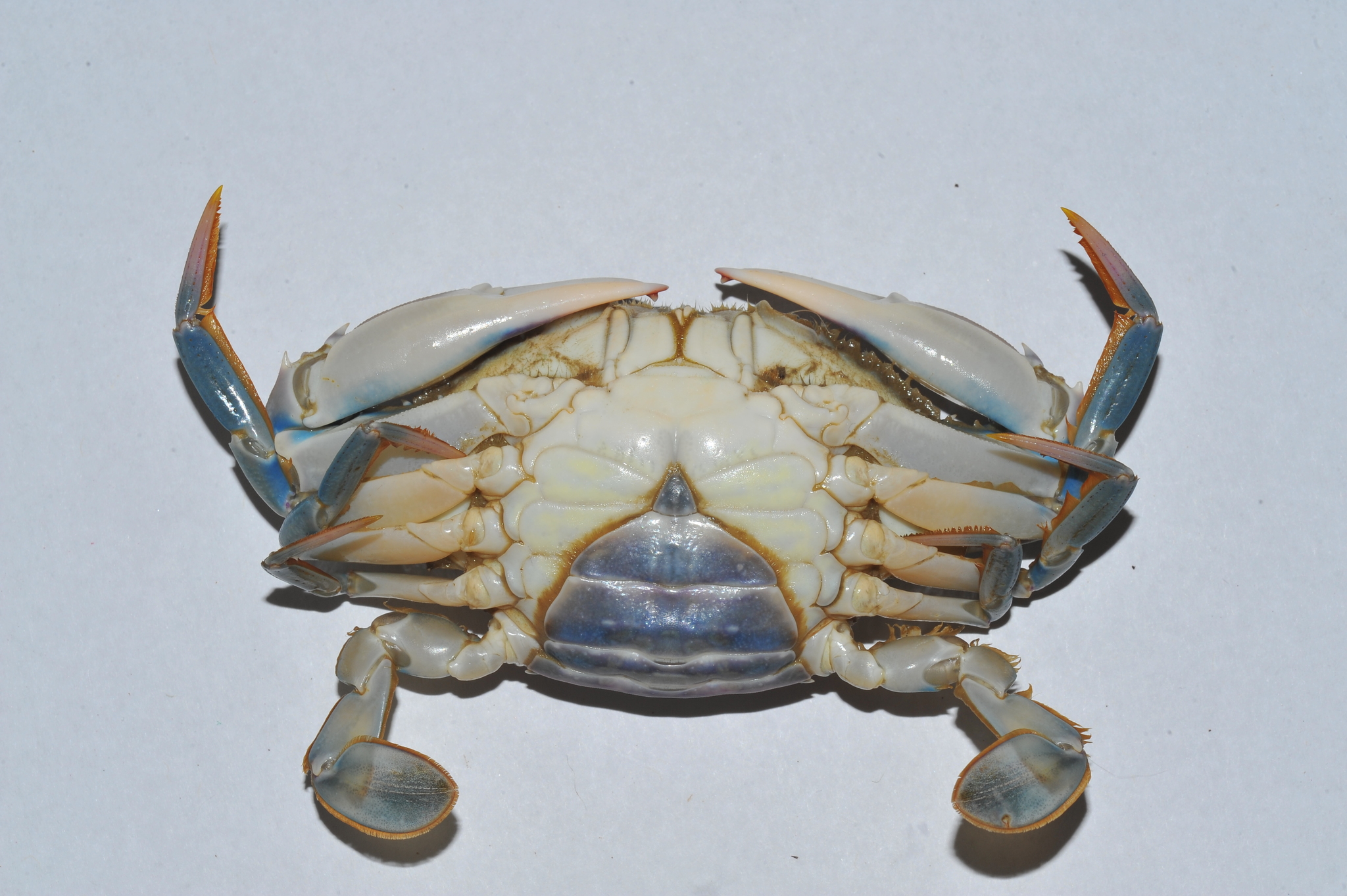 Callinectes danae Smith, 1869