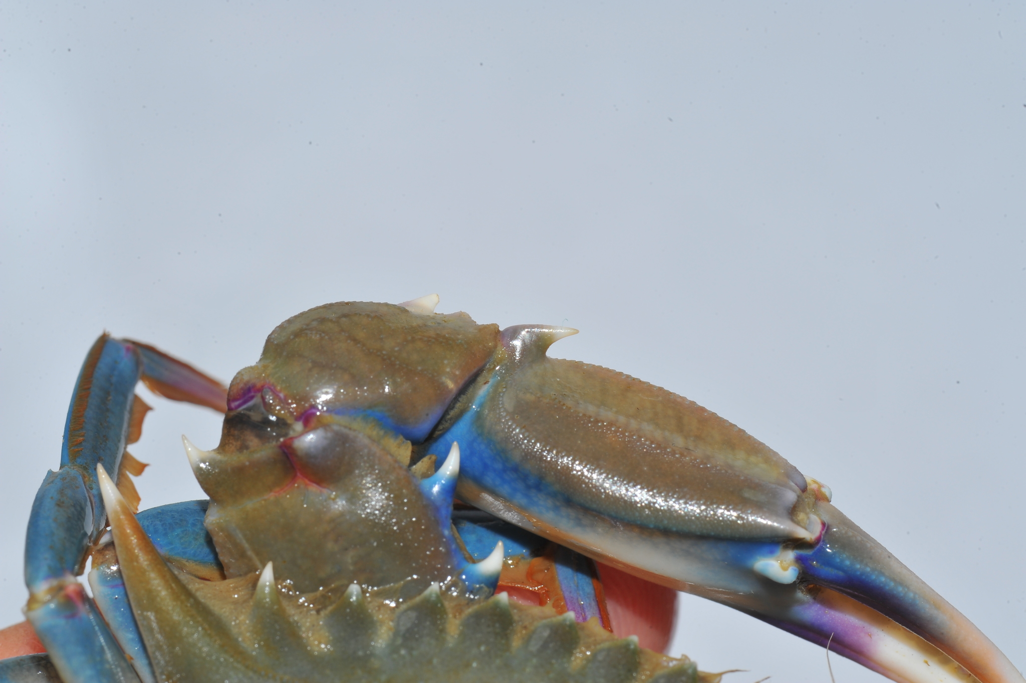 Callinectes danae Smith, 1869