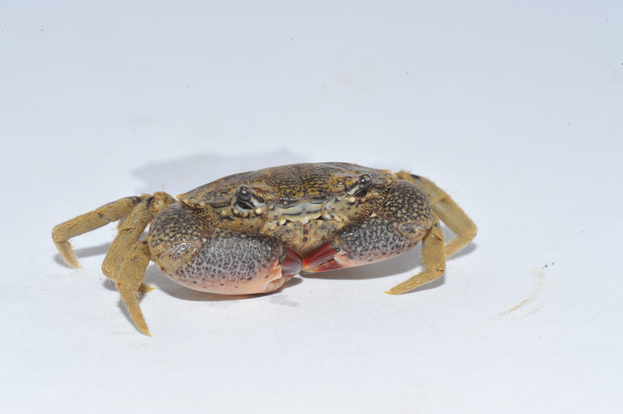Panopeus herbstii H.Milne Edwards, 1834