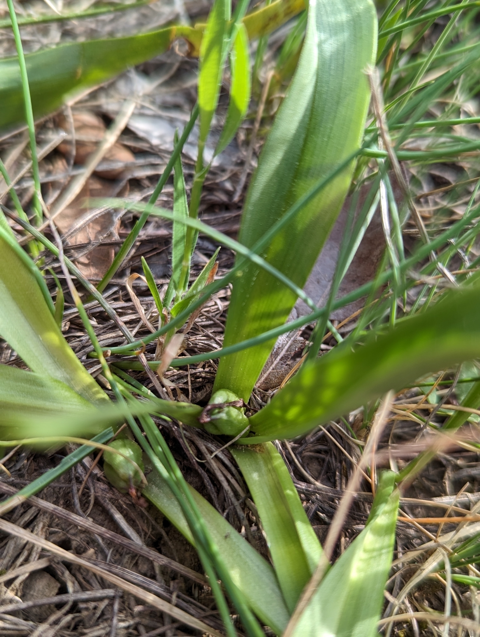 Colchicum longifolium Castagne