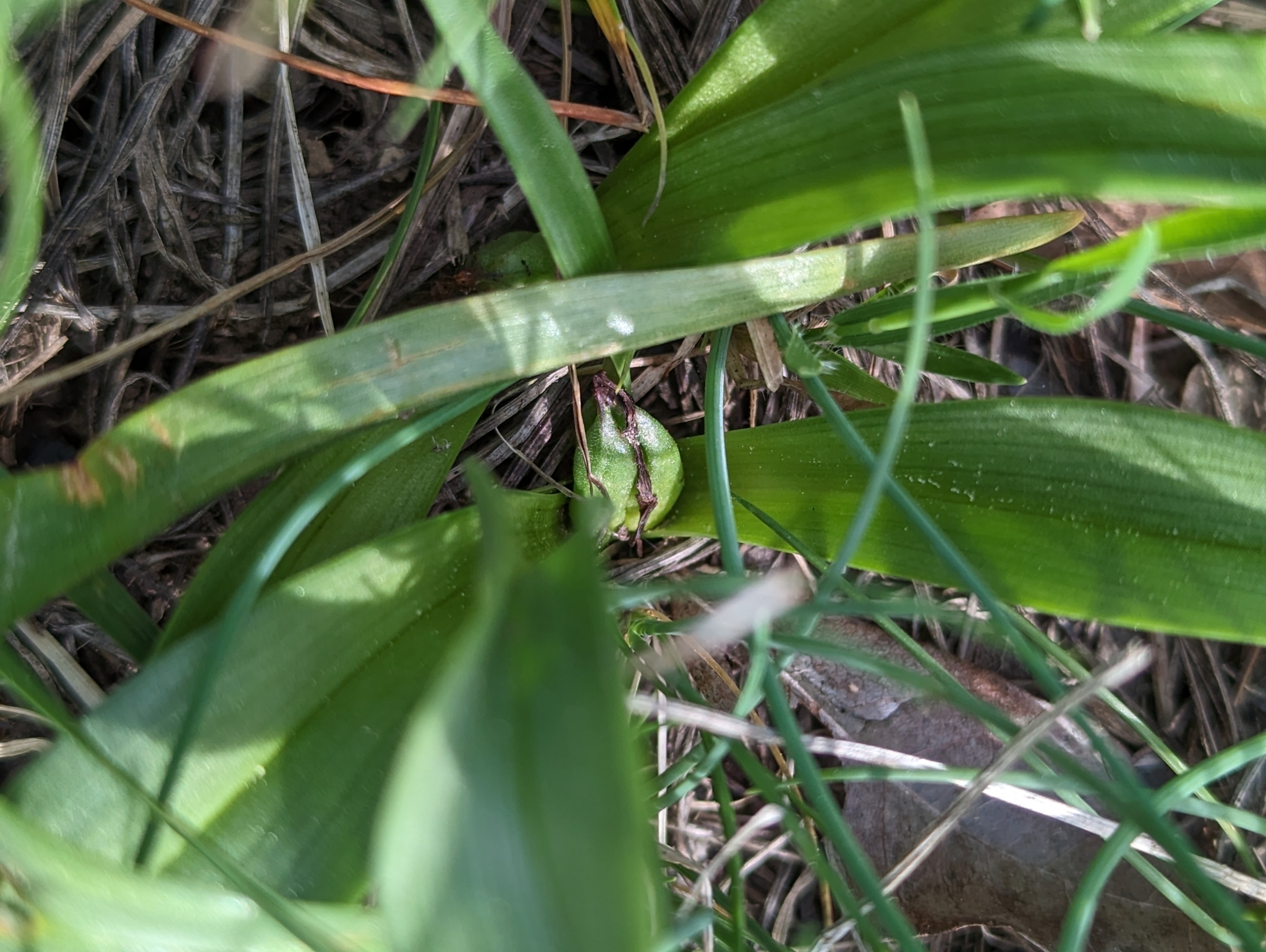 Colchicum longifolium Castagne