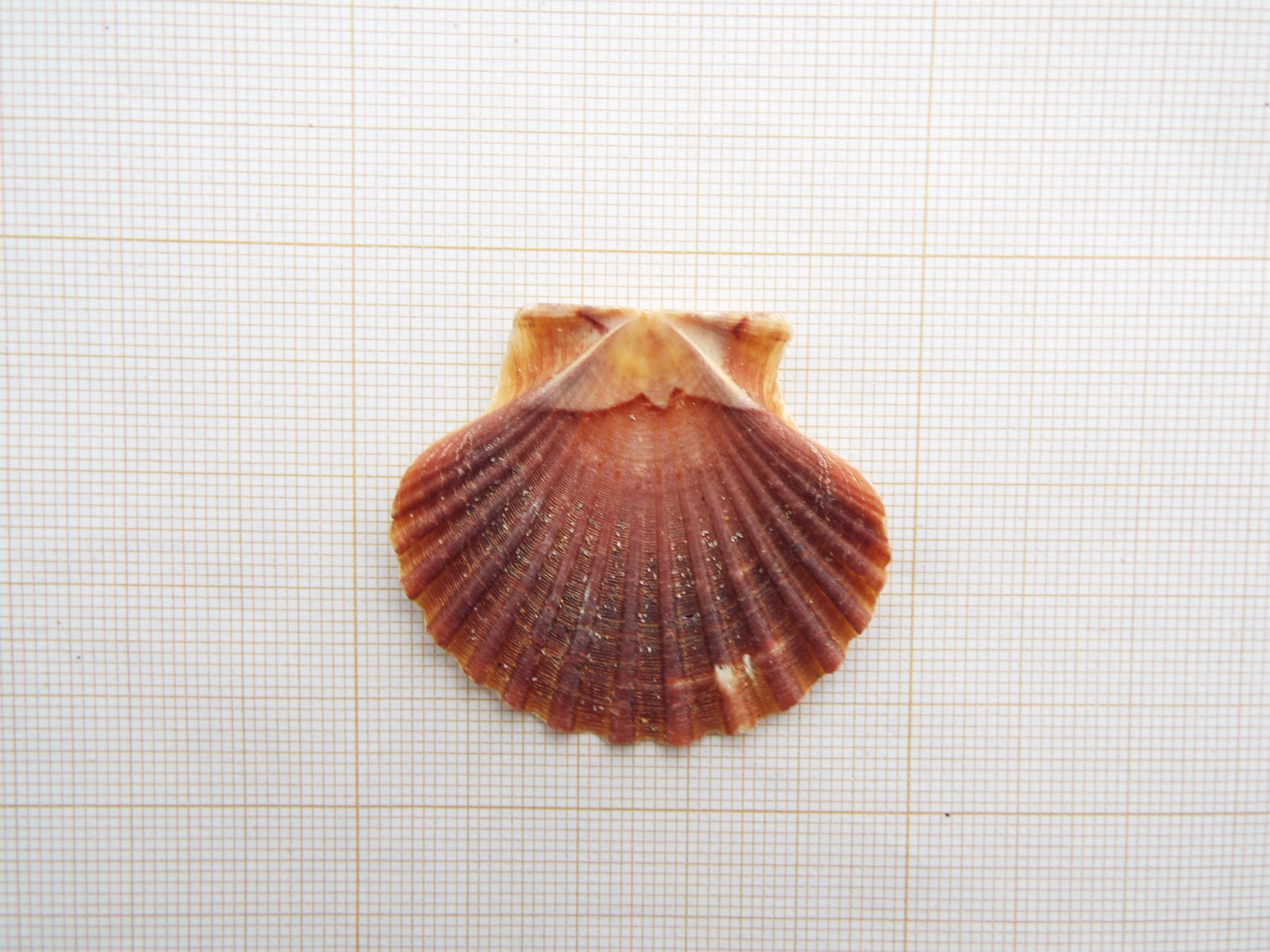 Pecten jacobaeus (Linnaeus, 1758)