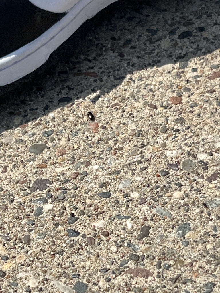 Beetles from Washburn High School, Minneapolis, MN, US on May 8, 2023 ...