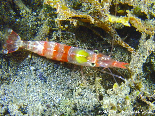 Processa robusta · iNaturalist