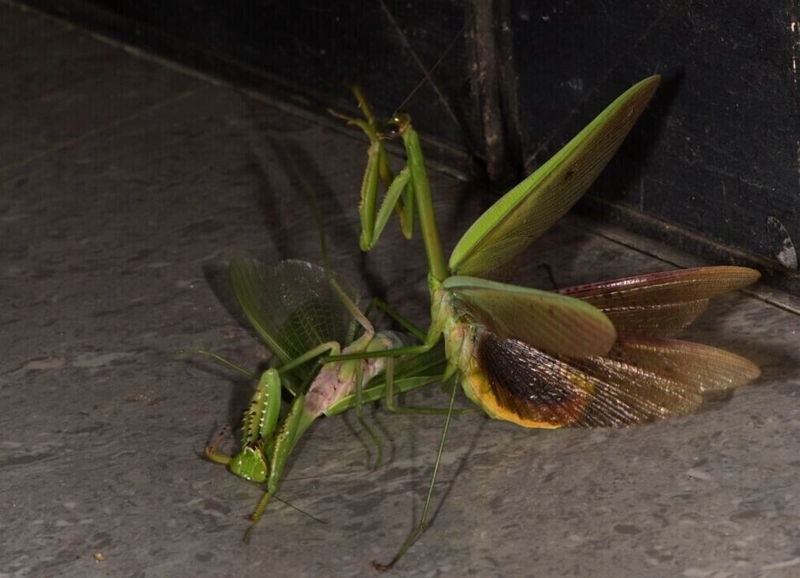 Giant Asian Mantises from 中国云南省西双版纳傣族自治州勐腊县 on January 1, 2018 by 刘光裕 ...