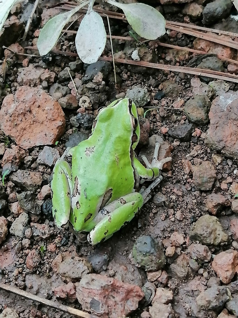 Arizona Tree Frog from Badiraguato, Sin., México on July 3, 2020 at 01: ...