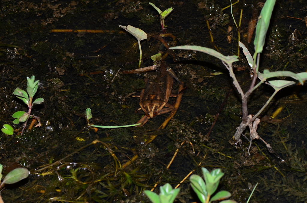 Asian Giant Water Bug from Central Division, Odisha, India on May 23 ...
