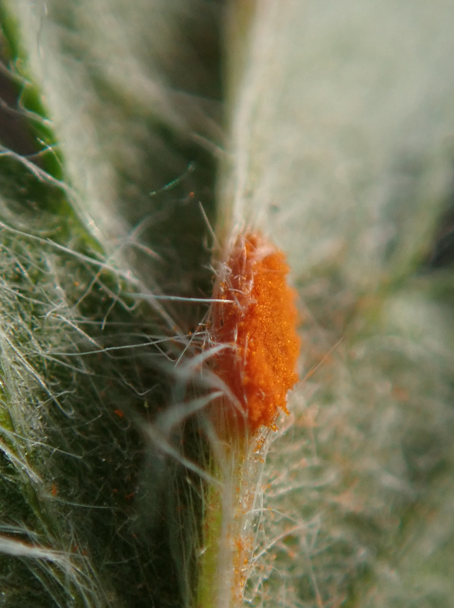 Phragmidium potentillae (Pers.) P.Karst.