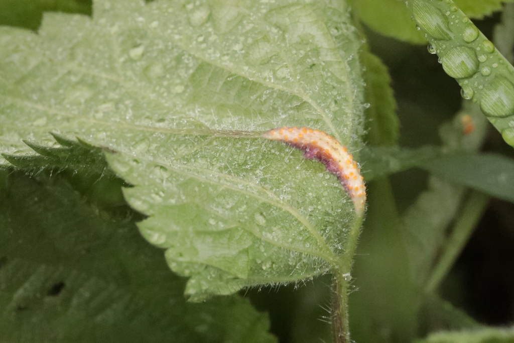 Nettle Clustercup Rust fungus from Poppendorf, Österreich on May 8 ...