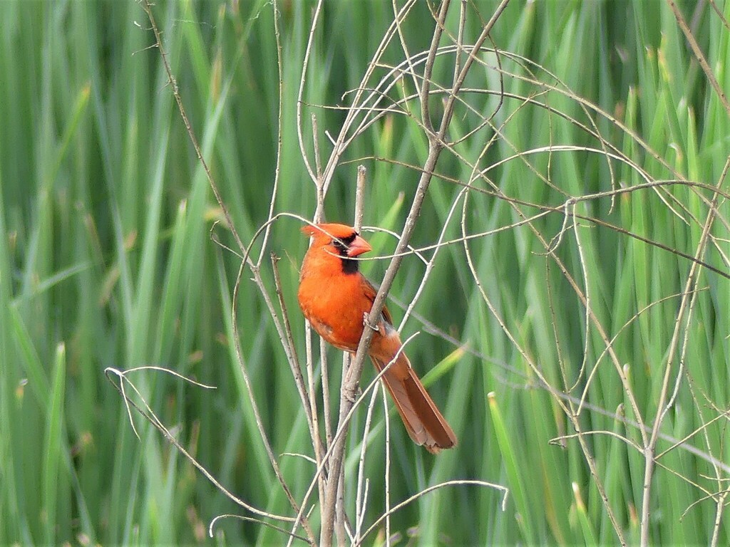 Northern Cardinal from Richardson, TX, USA on May 08, 2023 at 09:05 AM ...