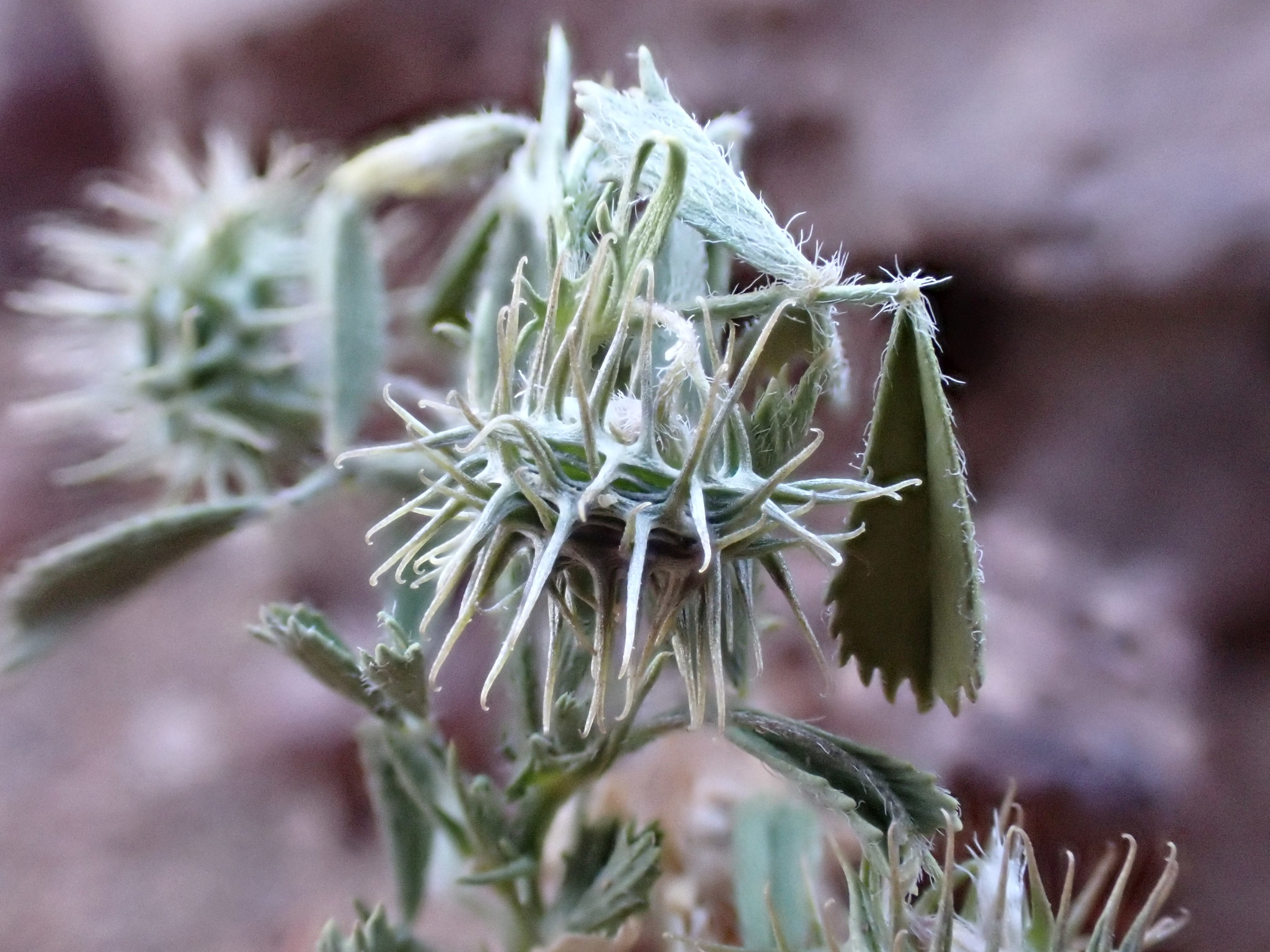 Medicago laciniata (L.) Mill.