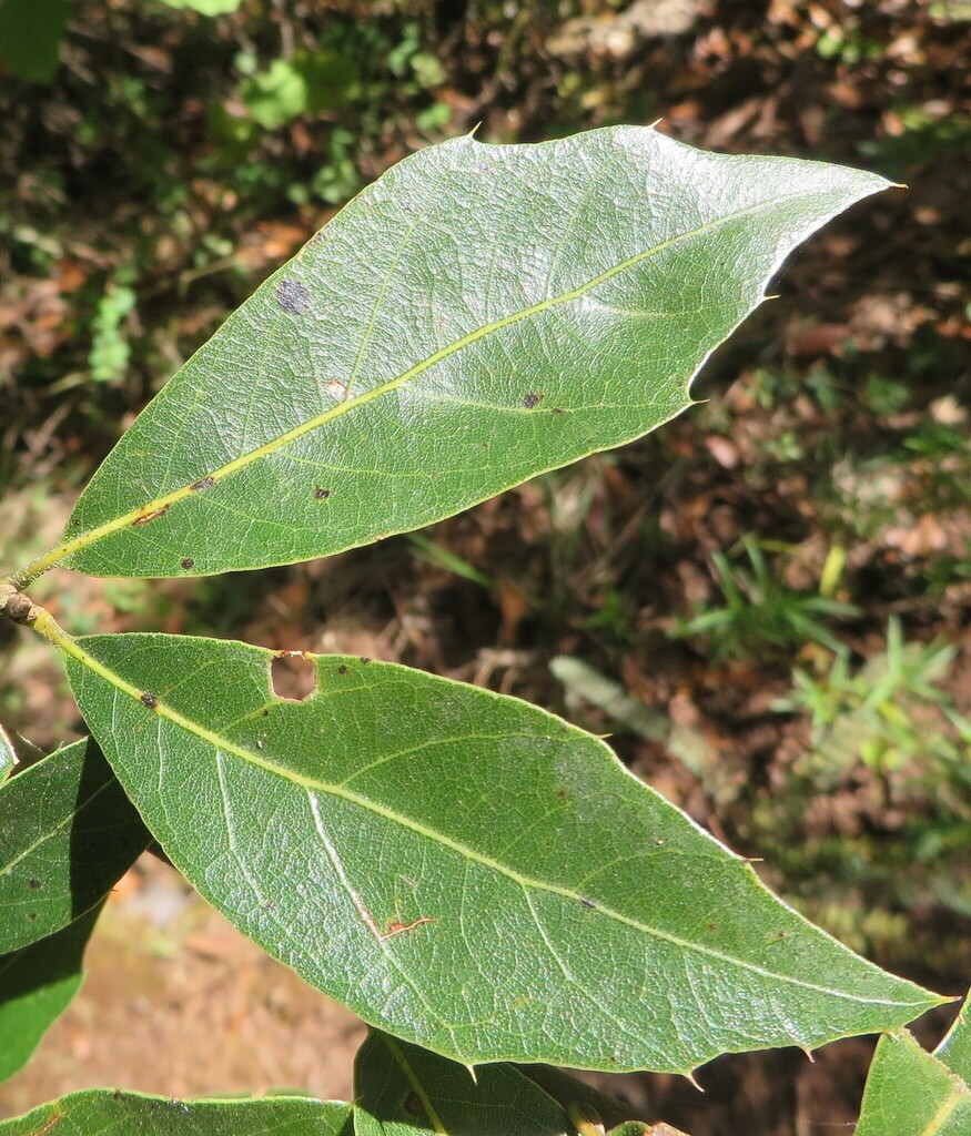 Quercus laurina from Rancho Santa Elena, Huasca de Ocampo on December 1 ...
