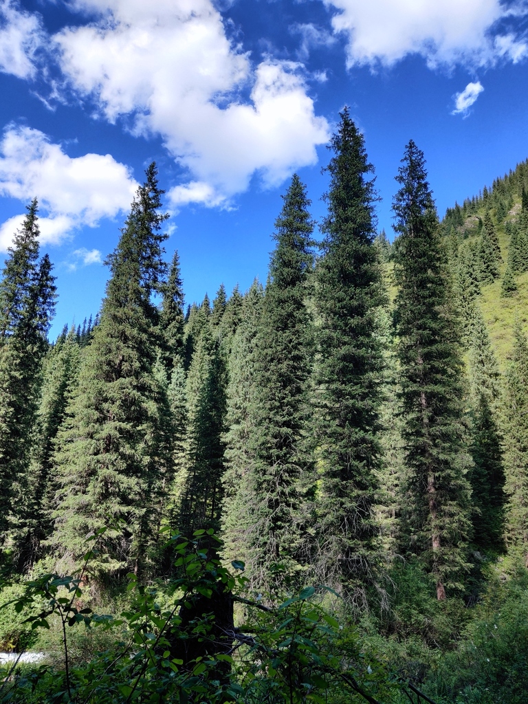 Schrenk's spruce from Райымбекский район, Казахстан on June 17, 2022 at ...