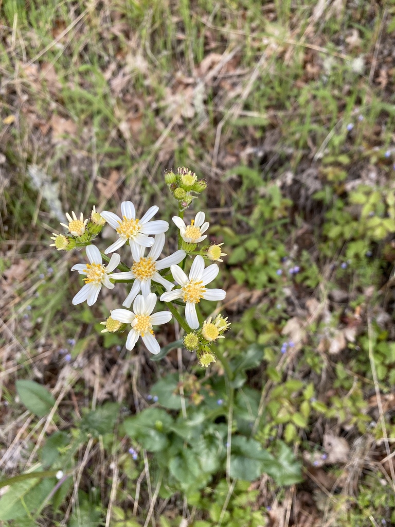 Tall western groundsel from Skamania County, WA, USA on May 3, 2023 at ...