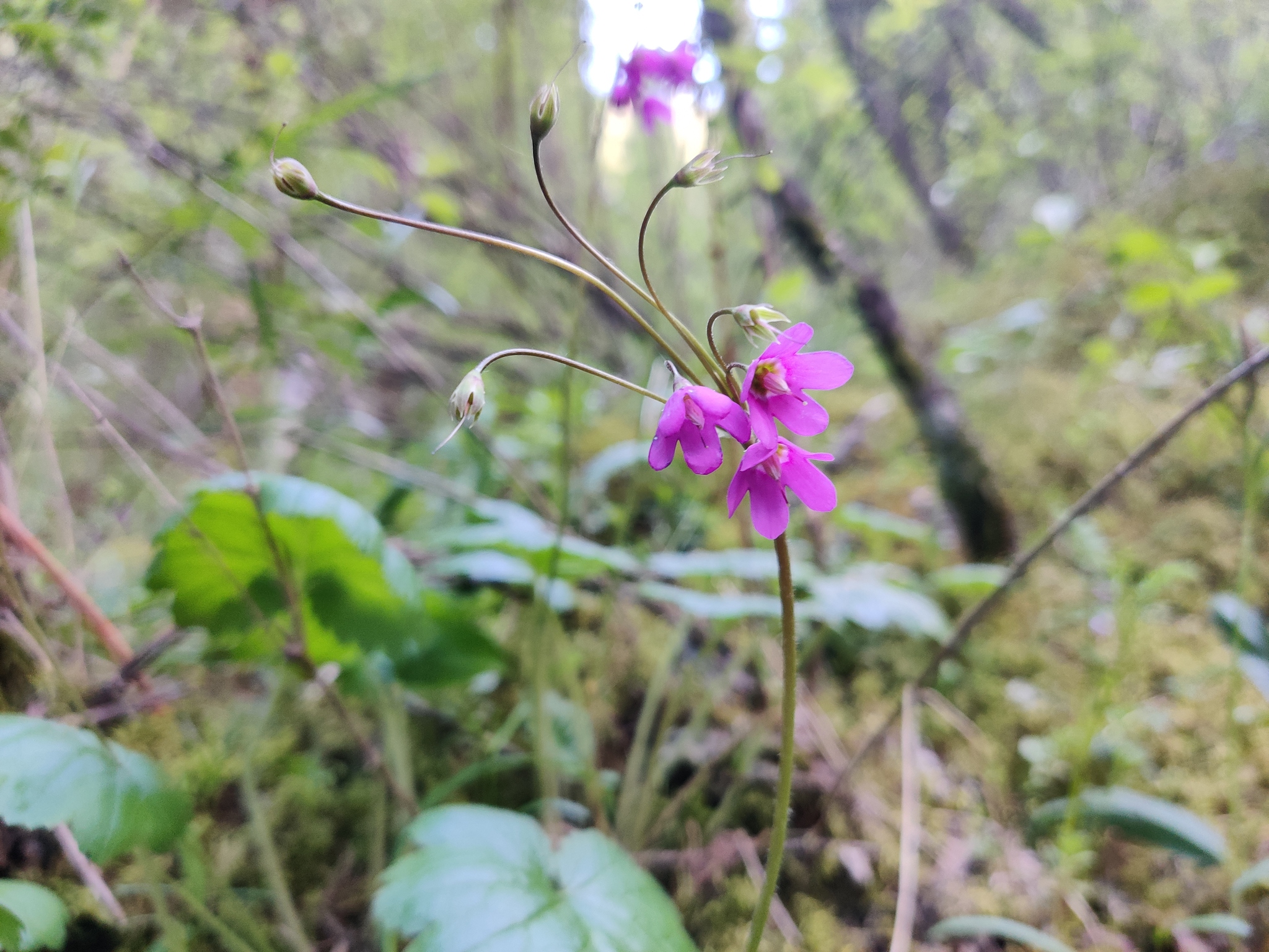 Primula matthioli K.Richt.