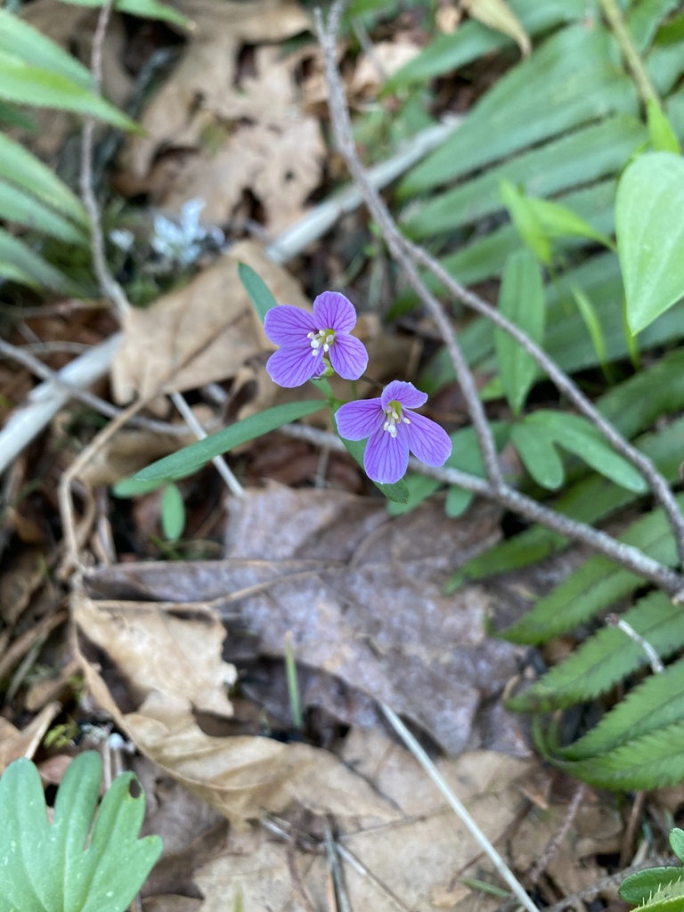 Nuttall's toothwort from Skamania County, WA, USA on May 03, 2023 at 10 ...