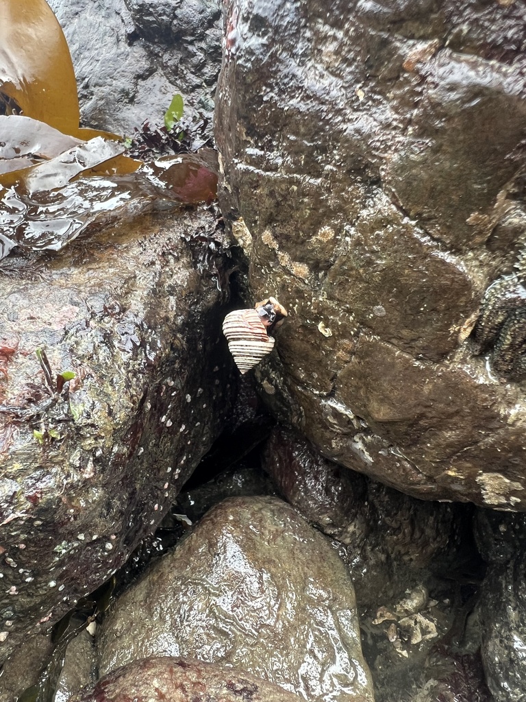 Blue-Ringed Top Snail from North Pacific Ocean, Anacortes, WA, US on ...