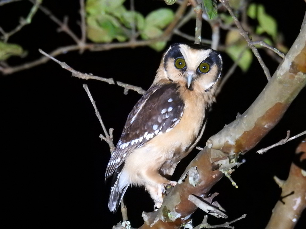 Buff-fronted Owl from Conceição dos Ouros, MG, 37548-000, Brasil on ...