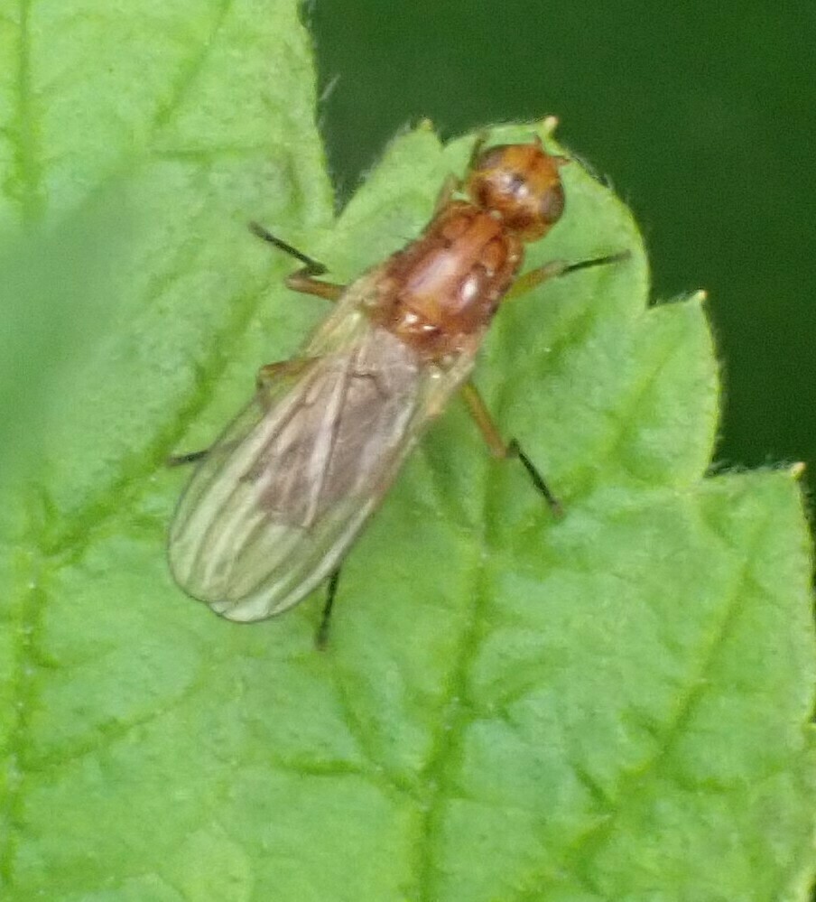 Acalyptrate Flies from Edinburgh, UK on May 8, 2023 at 02:41 PM by ...