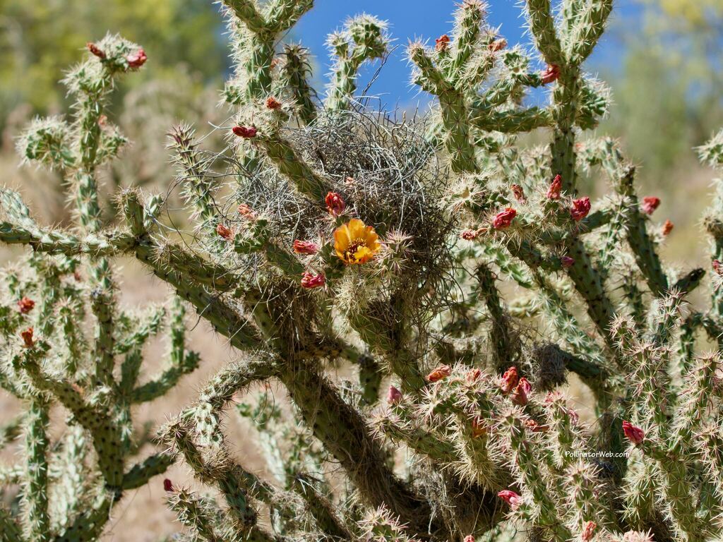 Buckhorn Cholla from Desert View Village, Phoenix, AZ, USA on May 8 ...