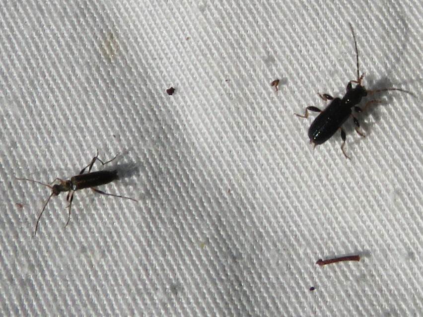 Phymatodes rufipes (Fabricius, 1776)