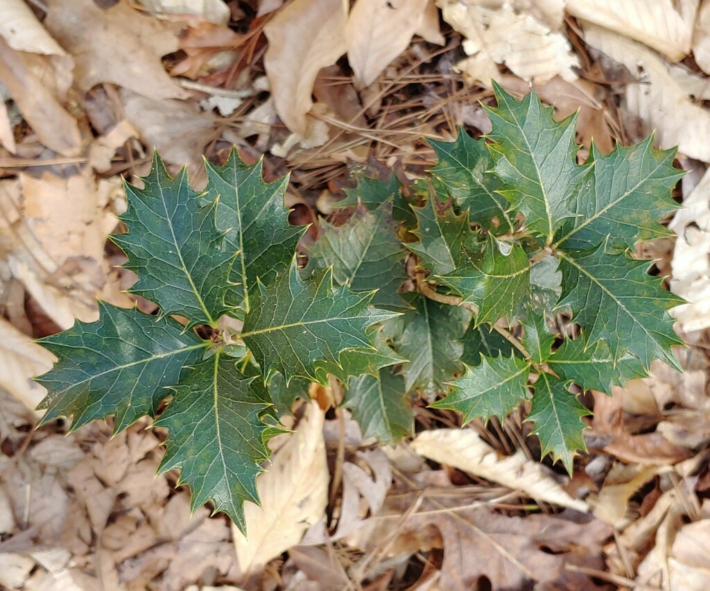 American holly from Dekalb County, GA, USA on March 16, 2023 at 11:31 ...