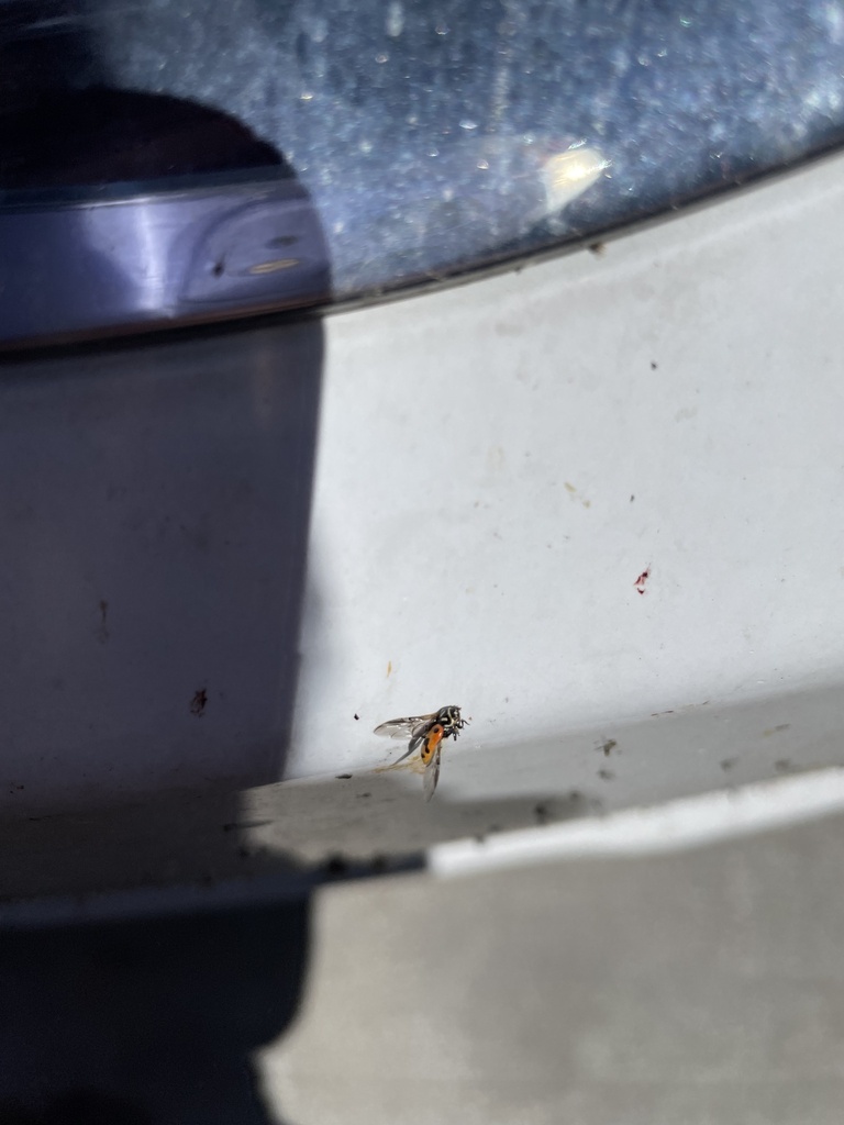 Sinuate Lady Beetle from E Main St, Boise City, OK, US on May 6, 2023 ...