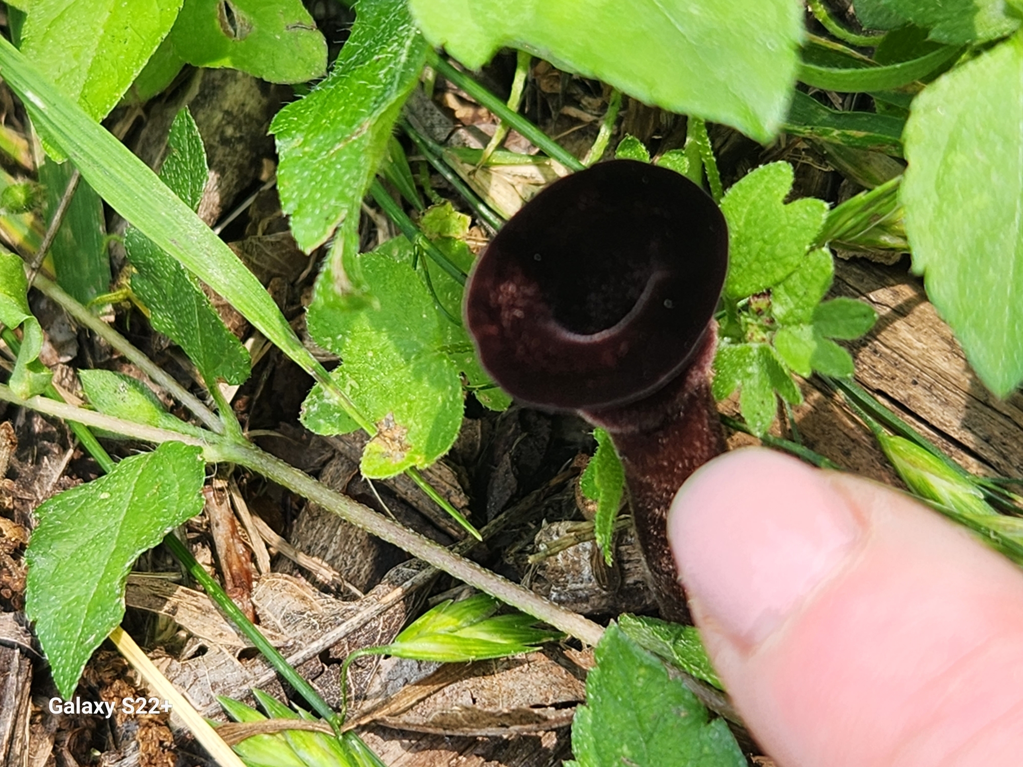 Panus velutinus (Fr.) Sacc.