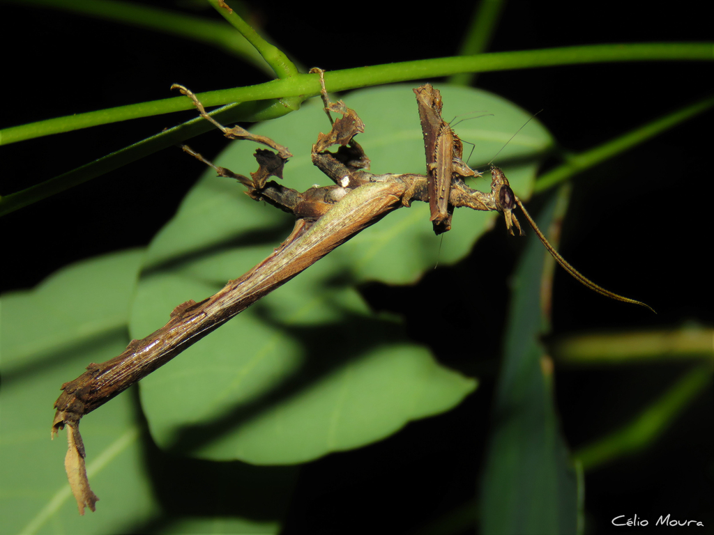 Brazilian Dragon Mantis from Serra da Aratanha - Pacatuba, CE, 61800 ...