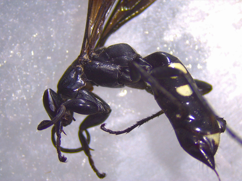 (Aporus notabilis subsp. notabilis)