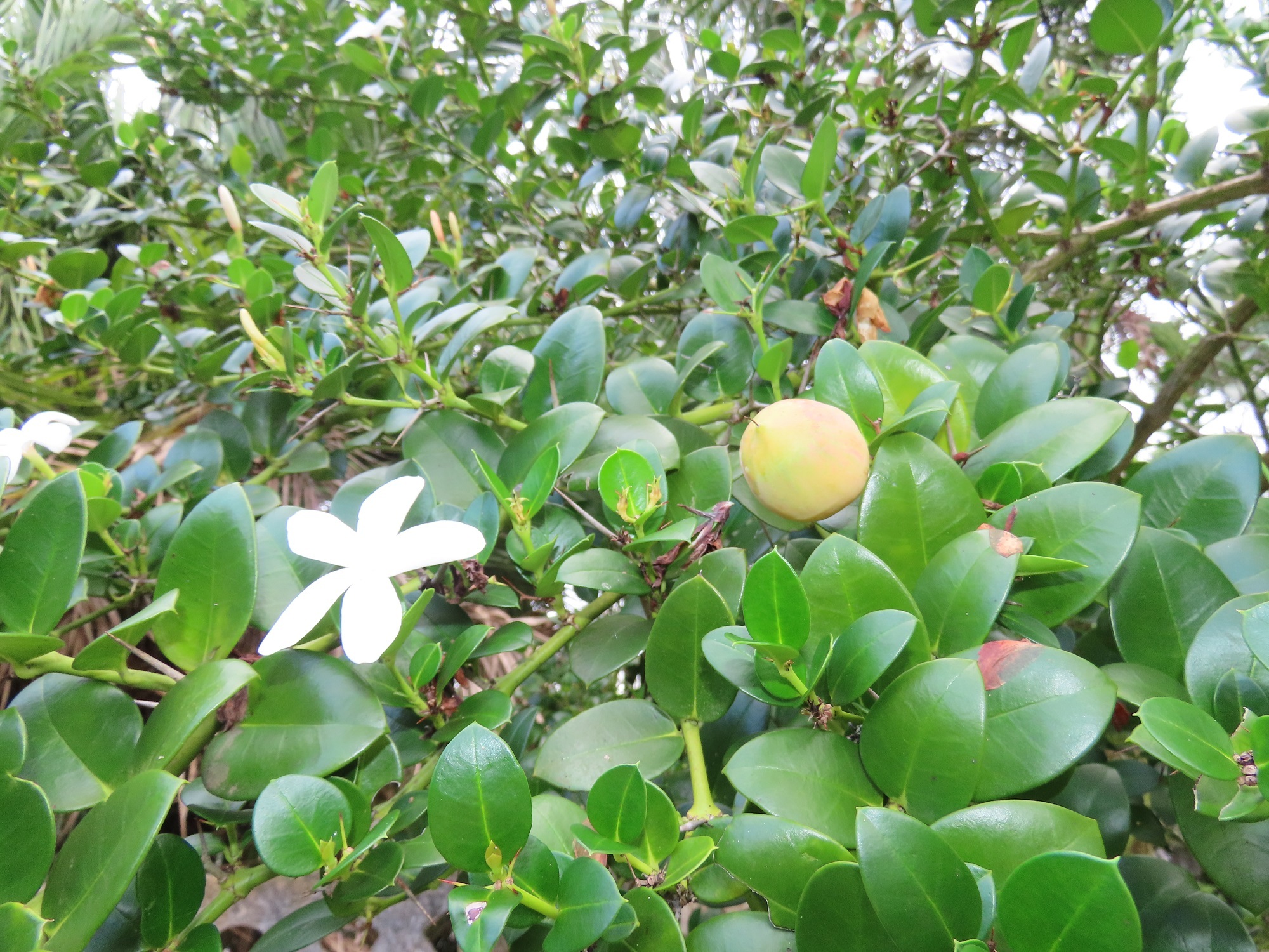 Carissa macrocarpa (Eckl.) A.DC.