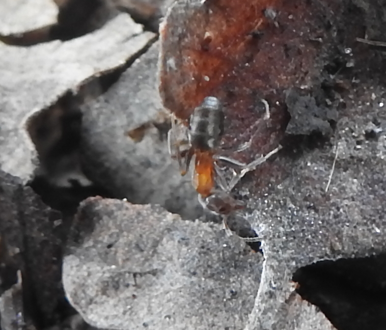 Western Velvety Tree Ant from San Benito County, CA, USA on May 5, 2023 ...