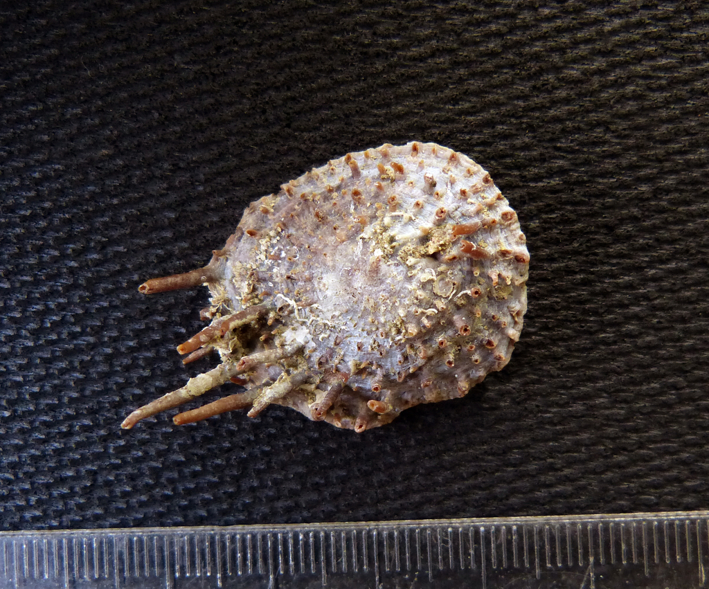 Spiny Cup-and-Saucer from Salango, Ecuador on November 5, 1996 by ...