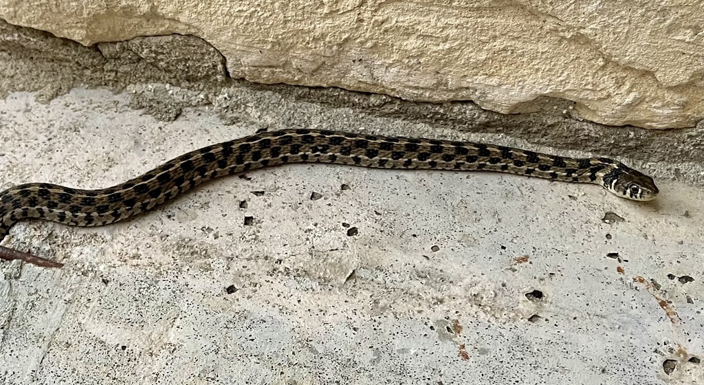 Checkered Garter Snake from Washington County, TX, USA on May 6, 2023 ...